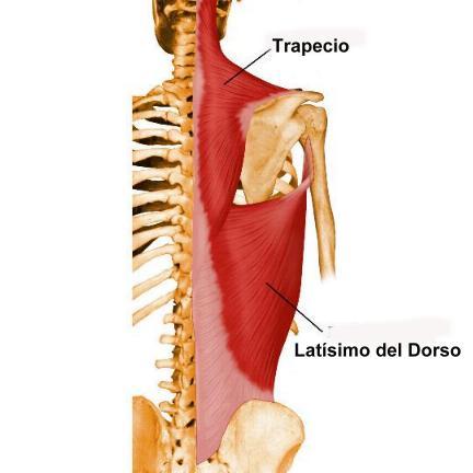 Cómo tratar una contractura en el trapecio - La Guía de las Vitaminas