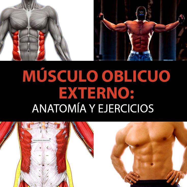 Músculo oblicuo externo: anatomía y ejercicios - La Guía de las Vitaminas